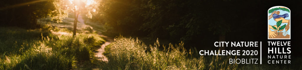 City Nature Challenge 2020 BioBlitz - Twelve Hills Nature Center